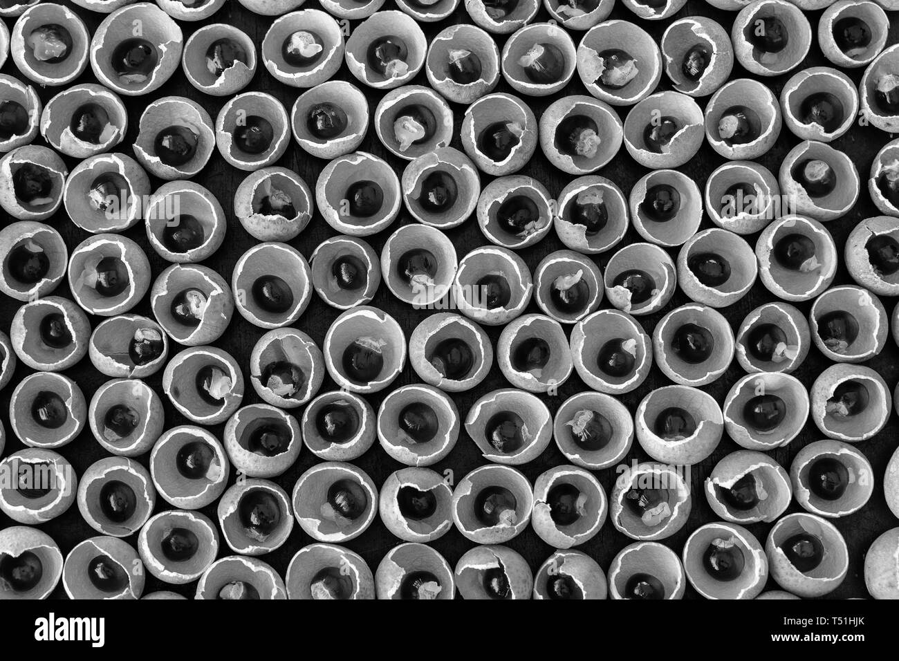 The shell and the bone from the Thai fruit longan. Longan peel shell ...