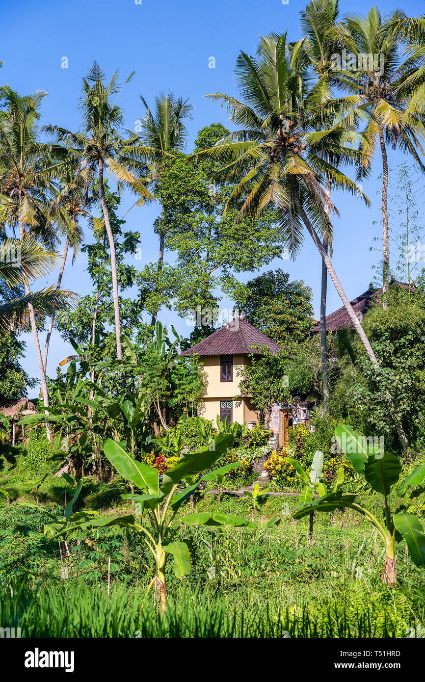 Landscape with green palm tree and a stone home on a sunny day in Ubud ...