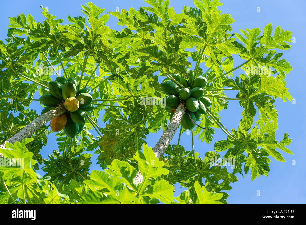 Papaya fruits of papaya tree in garden in Ubud, island Bali, Indonesia ...