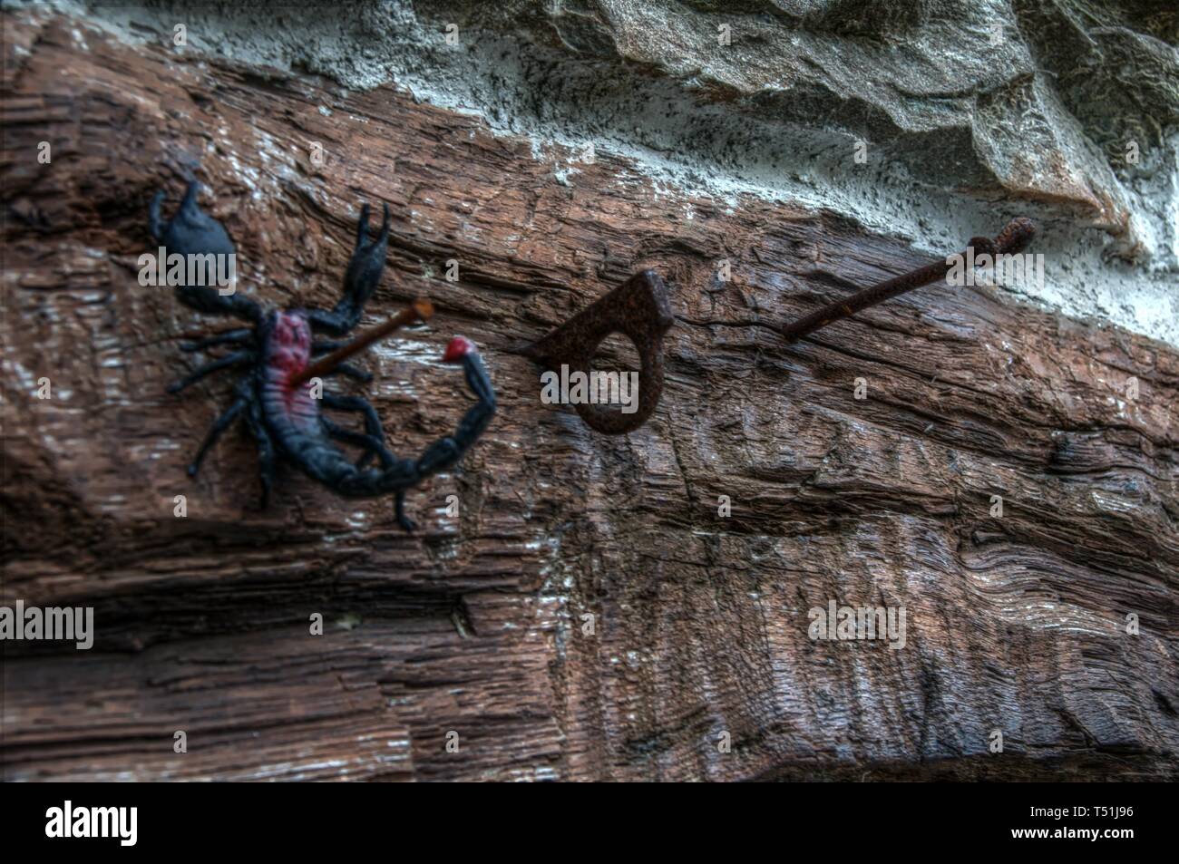 Scorpion wall hi-res stock photography and images - Alamy
