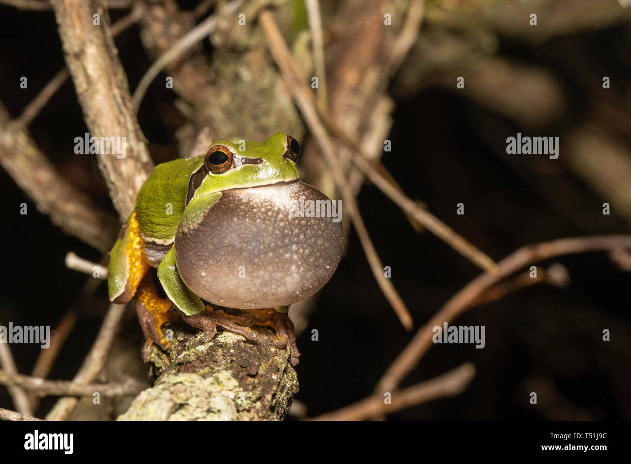 Pine barrens tree frog - Hyla andersonii Stock Photo - Alamy
