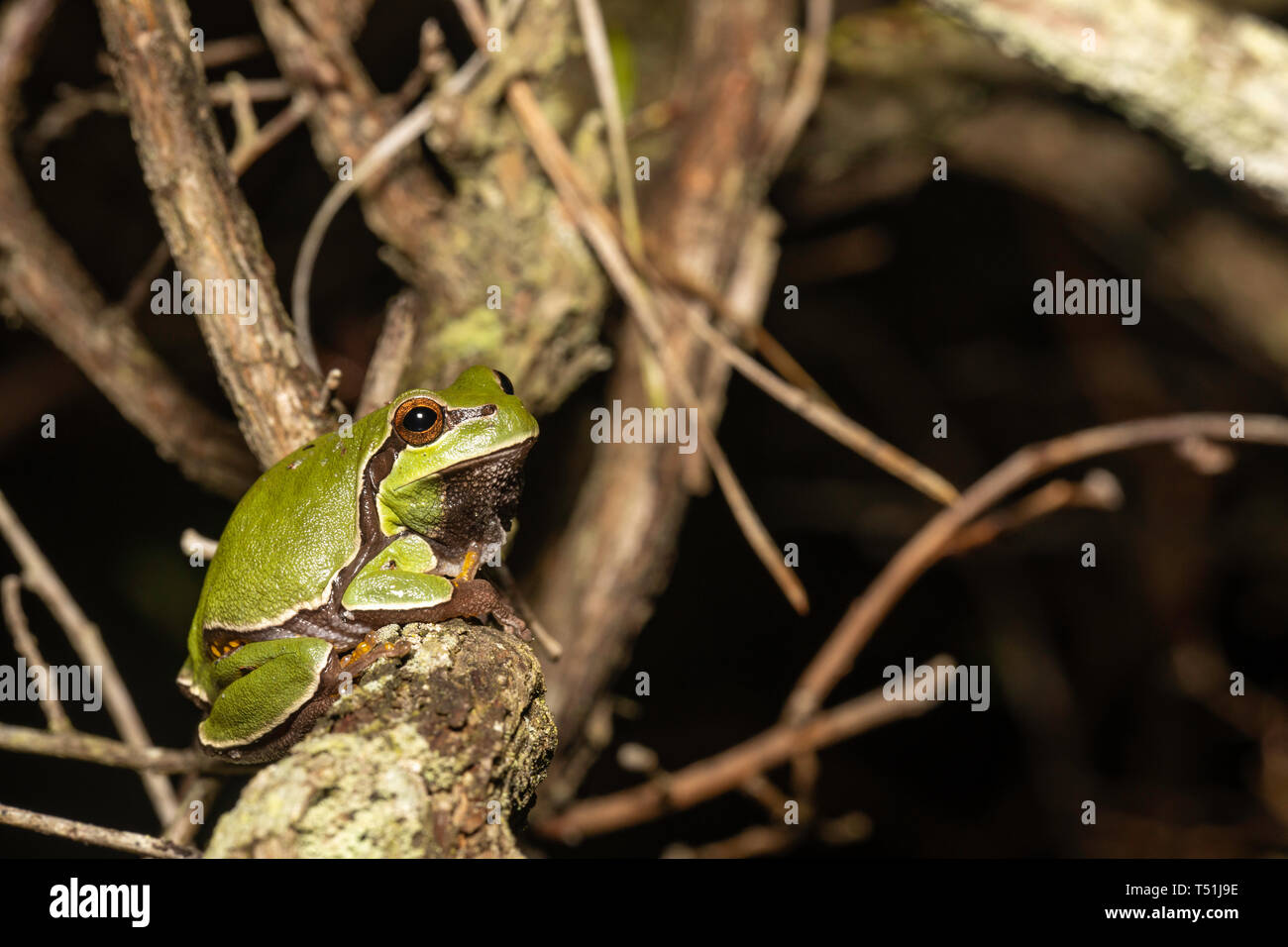 Pine barrens tree frog - Hyla andersonii Stock Photo - Alamy