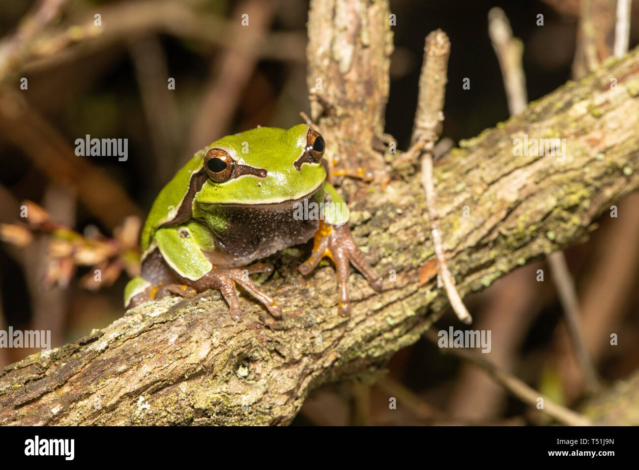 Pine Barrens Tree Frog High Resolution Stock Photography and Images - Alamy