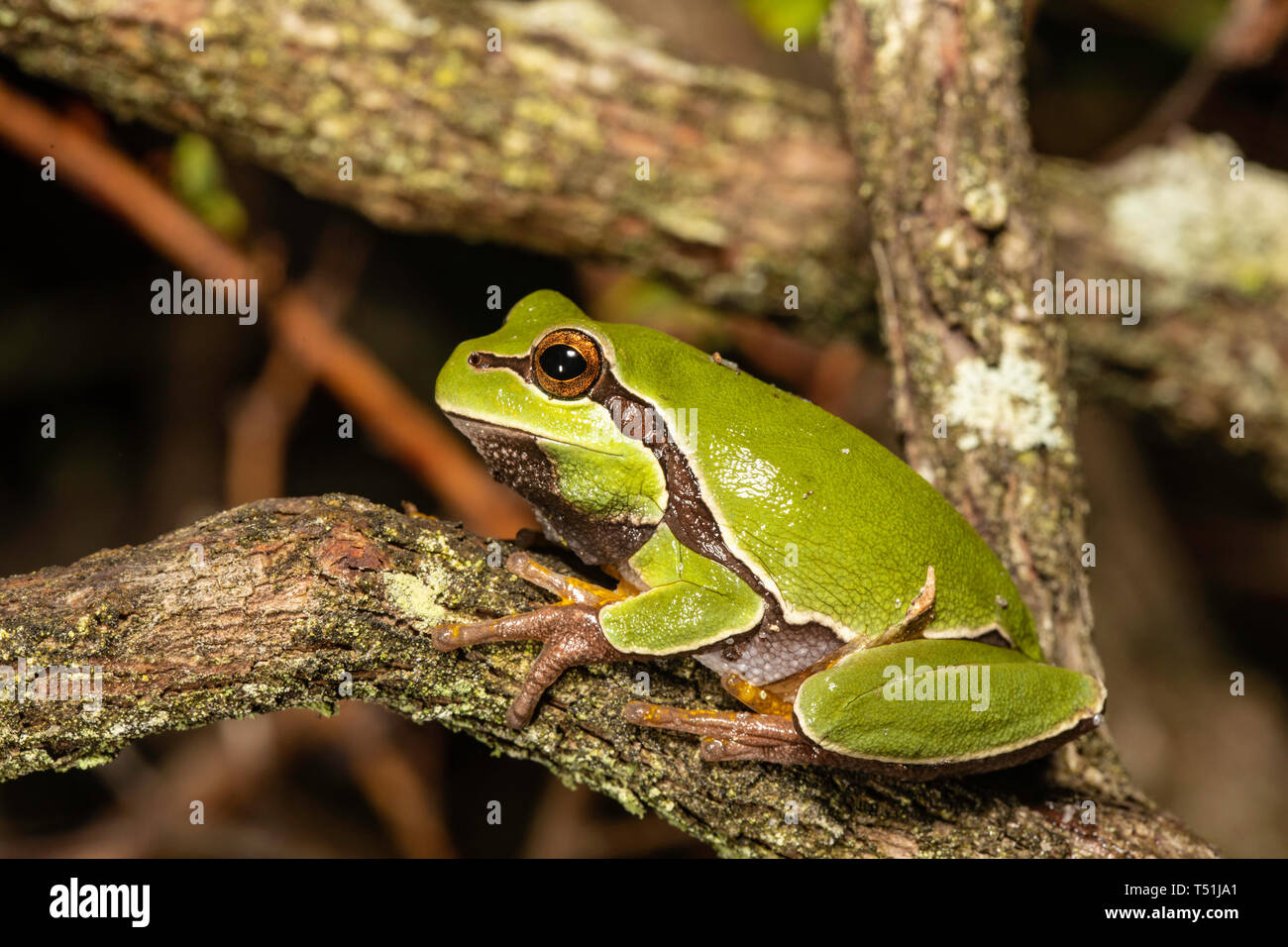 Pine barrens tree frog - Hyla andersonii Stock Photo - Alamy