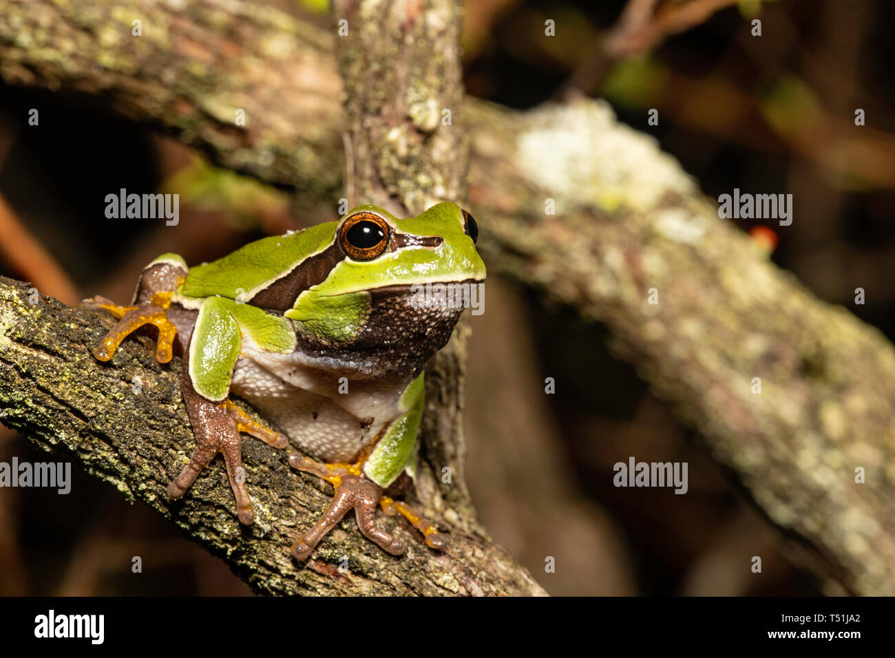 Pine Barrens Tree Frog High Resolution Stock Photography and Images - Alamy