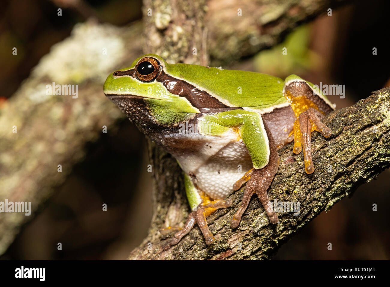 Pine barrens tree frog hi-res stock photography and images - Alamy