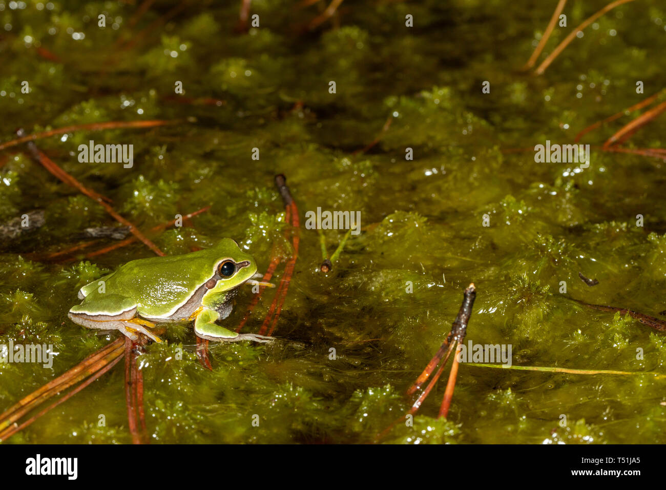 Pine barrens tree frog - Hyla andersonii Stock Photo - Alamy