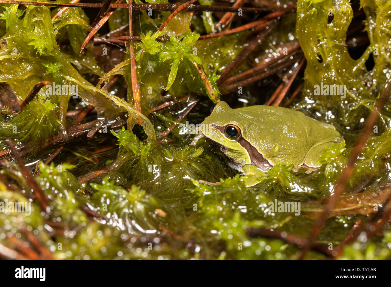 Pinebarrens hi-res stock photography and images - Alamy