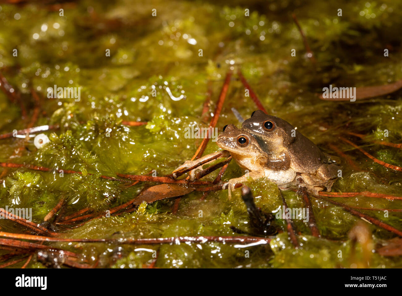 Two breeding spring peepers - Pseudacris crucifer Stock Photo - Alamy