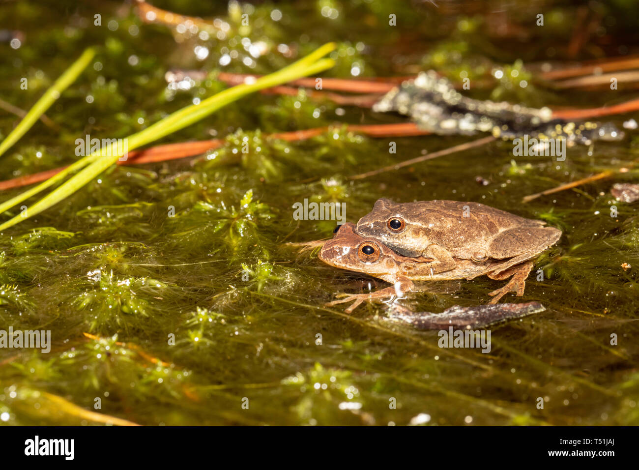 Two breeding spring peepers - Pseudacris crucifer Stock Photo - Alamy