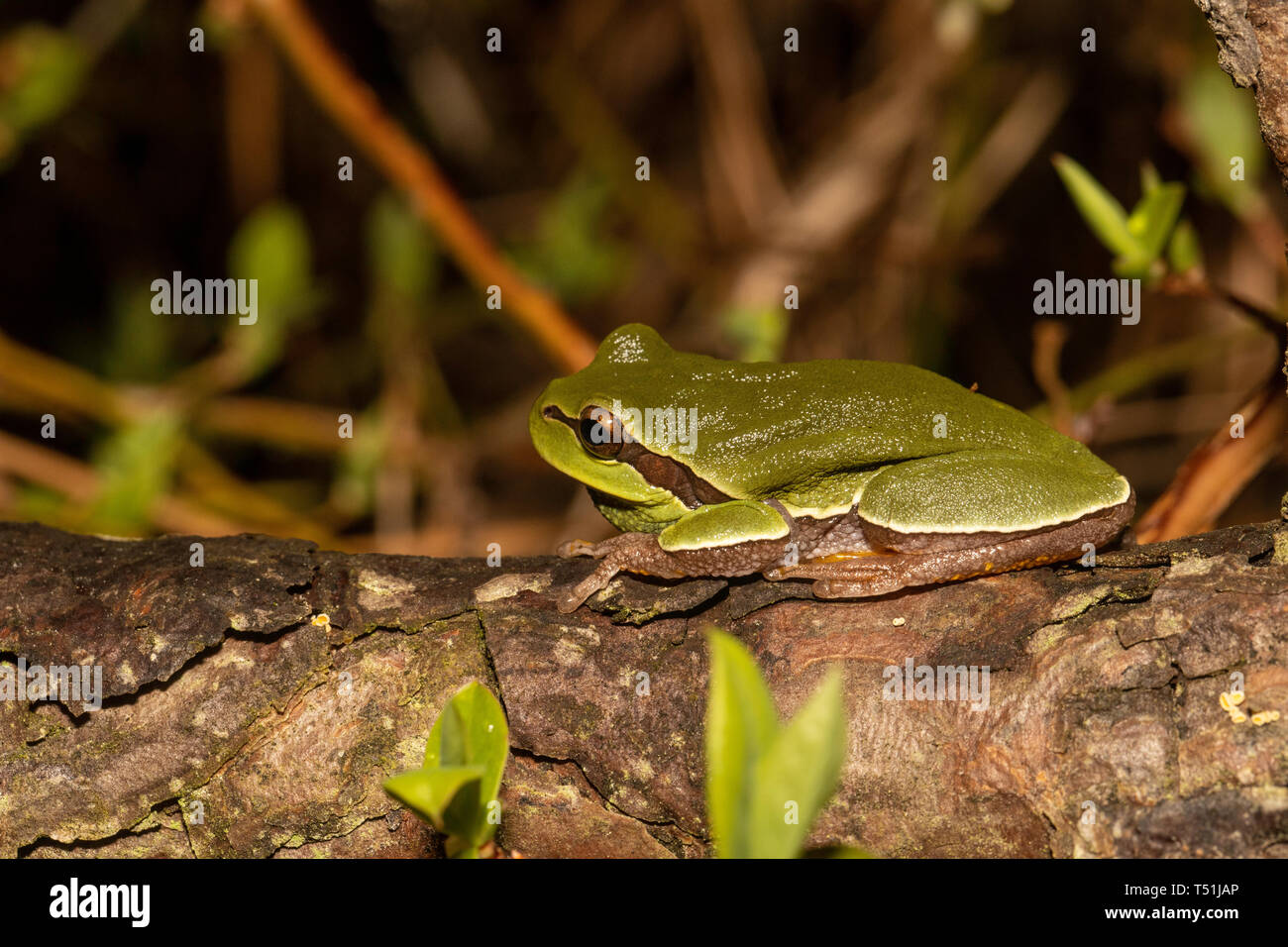 Pine barrens tree frog hi-res stock photography and images - Alamy