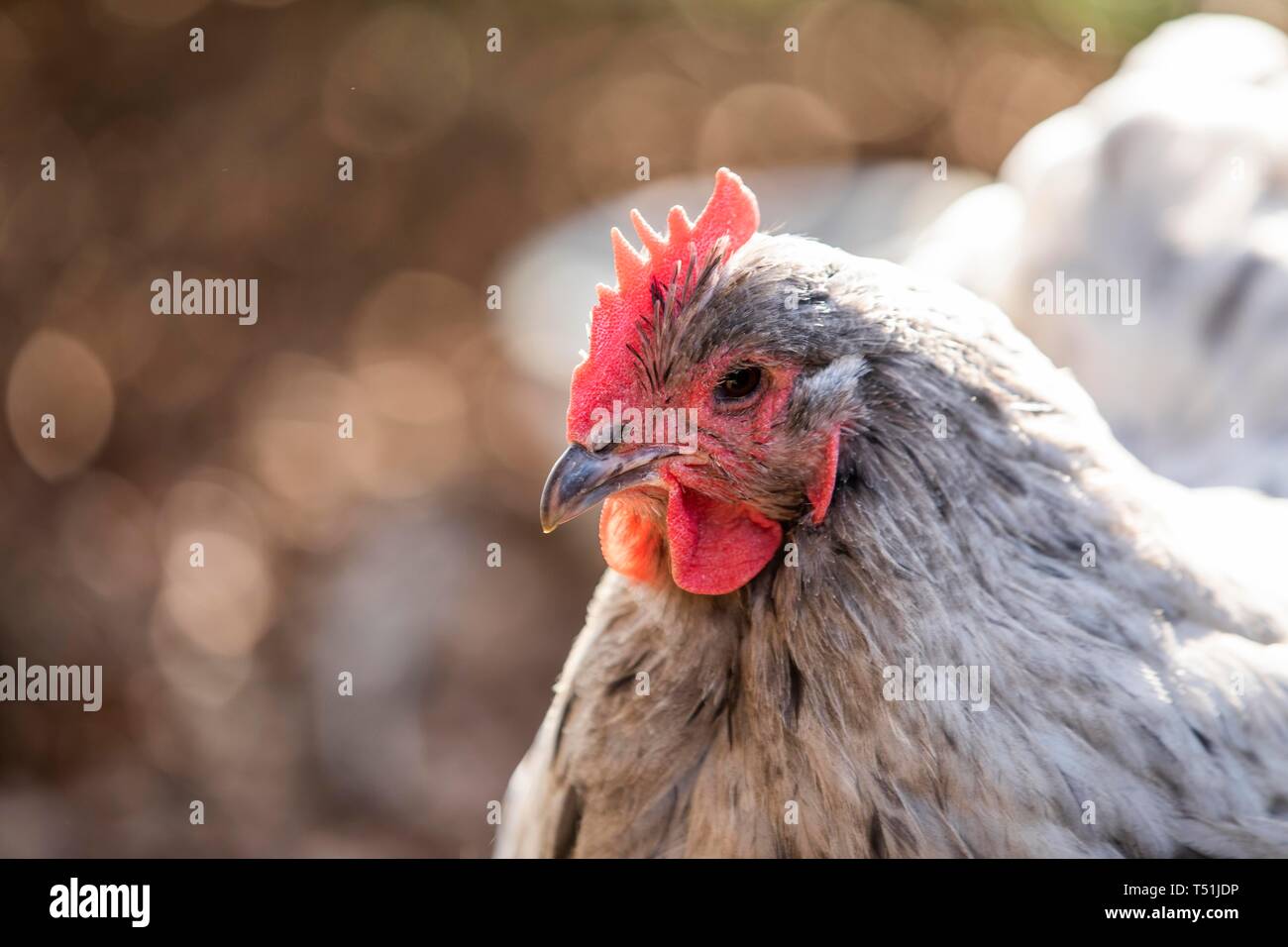 White Domestic Chicken (Gallus gallus domesticus), breed Orpington ...