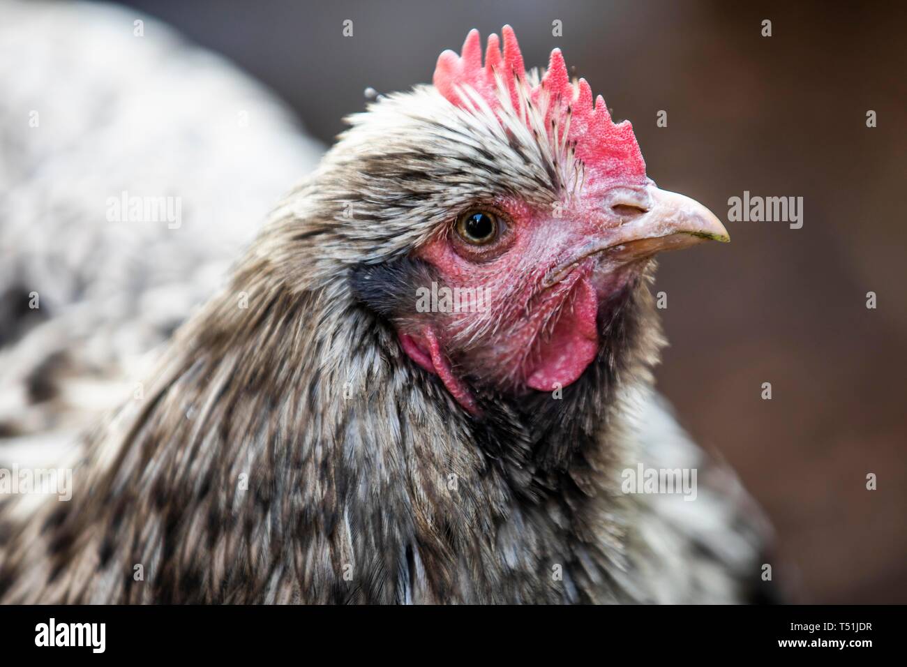 Domestic Chicken (Gallus gallus domesticus), breed Orpington, animal ...
