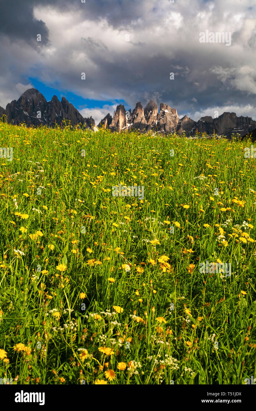 Wild flowers during spring bloom with Odle in background, Funes Valley ...