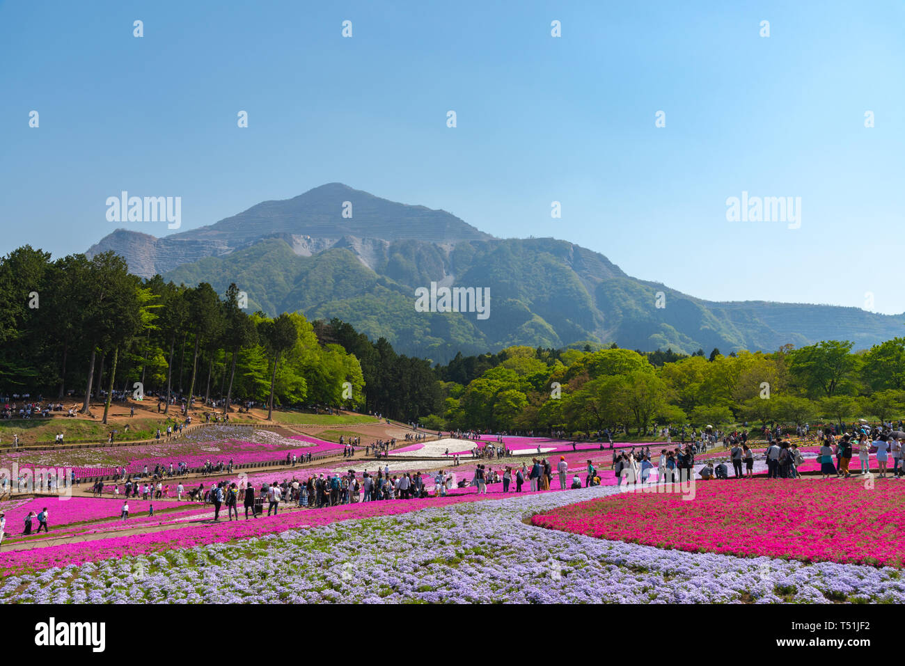 View of Pink moss (Shibazakura, Phlox subulata) flower at Hitsujiyama ...