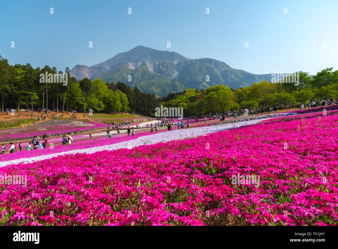 View of Pink moss (Shibazakura, Phlox subulata) flower at Hitsujiyama ...