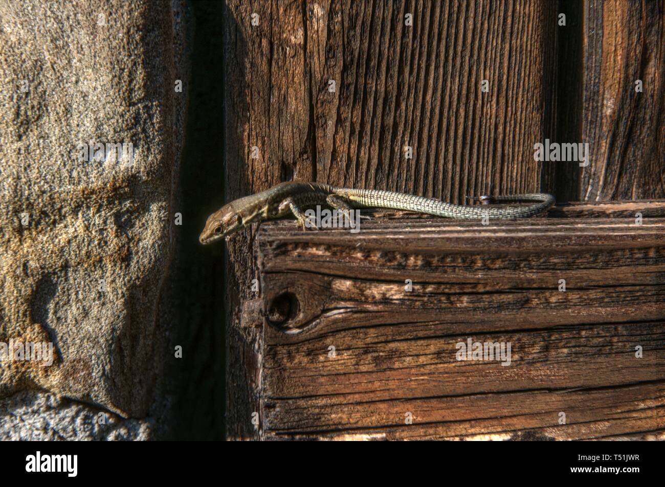 Podarcis muralis; wall lizard basking in Dego, Liguria Stock Photo - Alamy