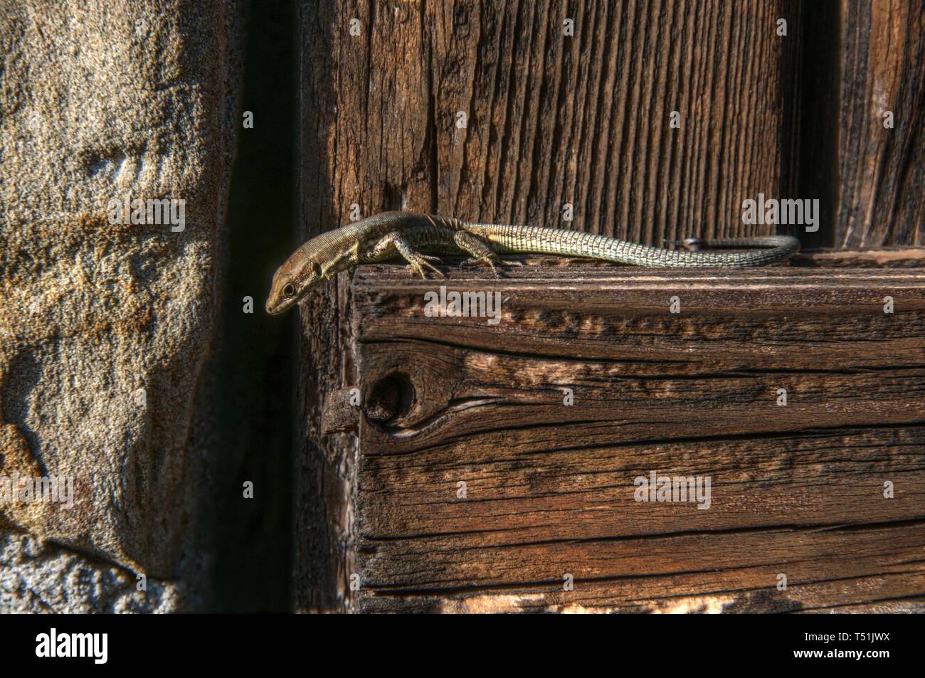 Podarcis muralis; wall lizard basking in Dego, Liguria Stock Photo - Alamy
