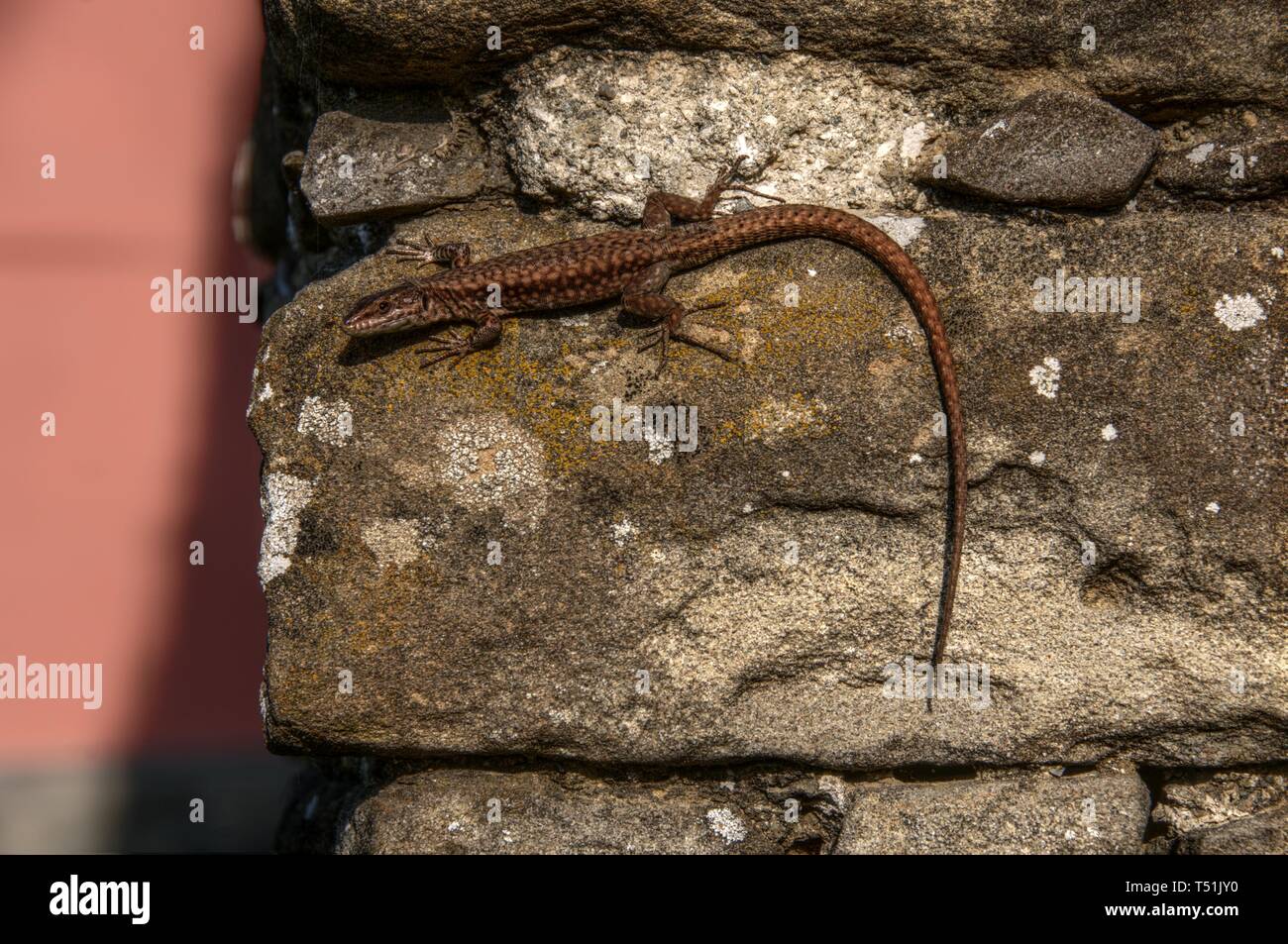 Podarcis muralis; wall lizard basking in Dego, Liguria Stock Photo - Alamy