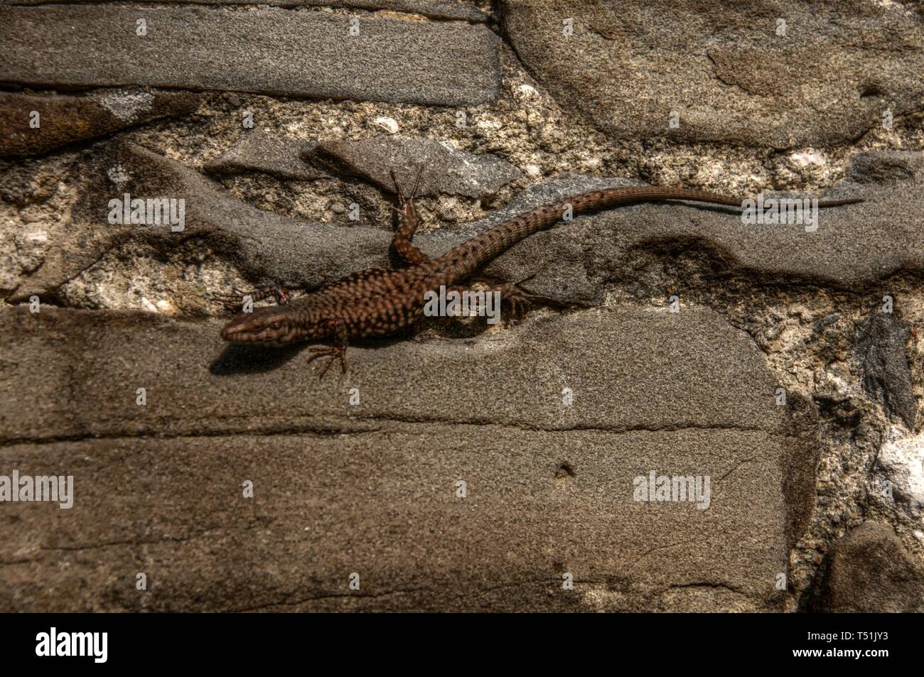 Podarcis muralis; wall lizard basking in Dego, Liguria Stock Photo - Alamy