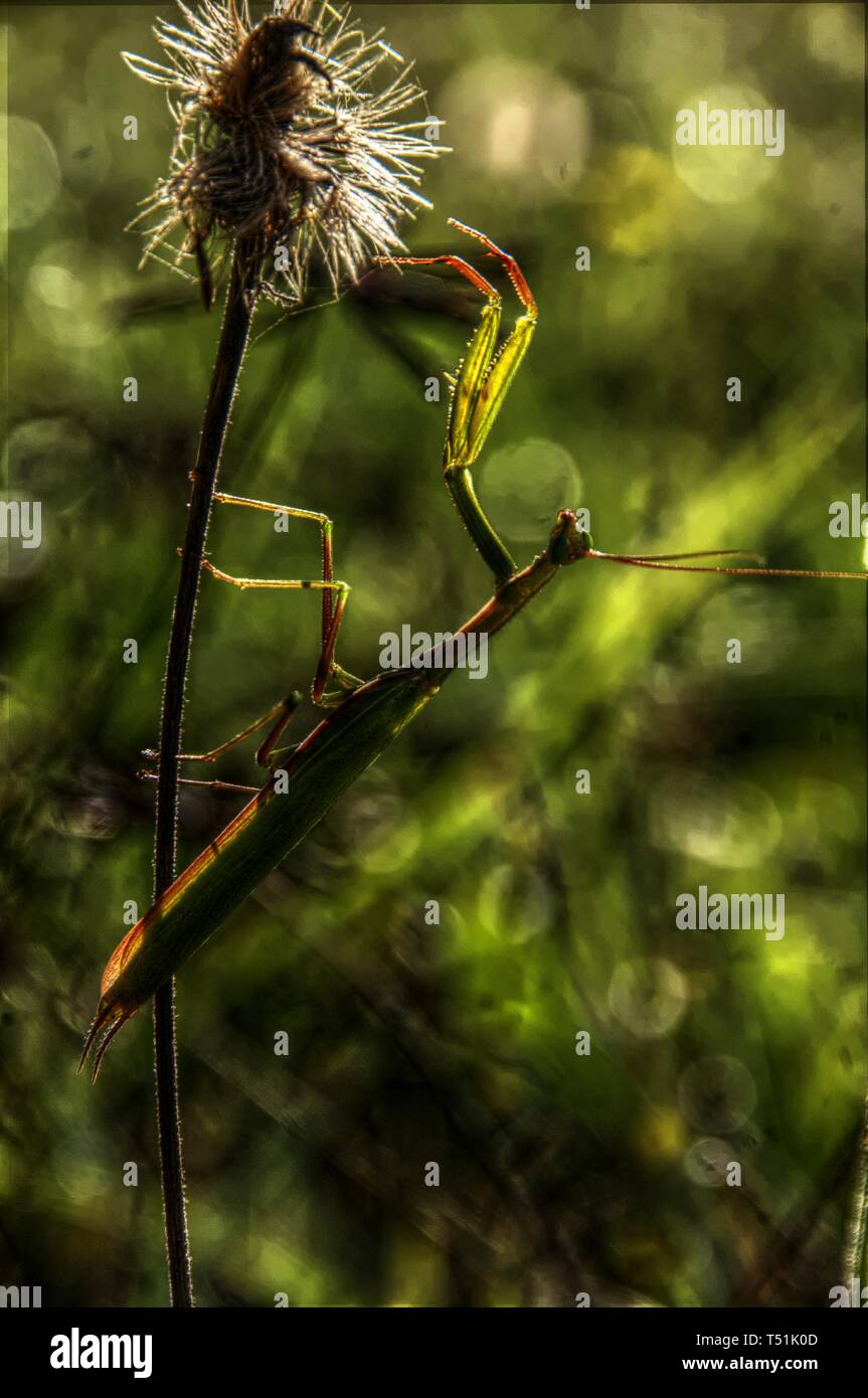 Mantis religiosa; praying mantis in Ligurian meadow, Italy Stock Photo ...