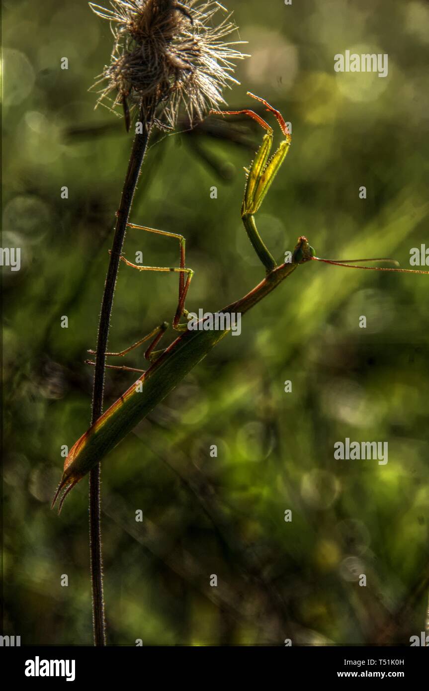 Mantis religiosa; praying mantis in Ligurian meadow, Italy Stock Photo ...
