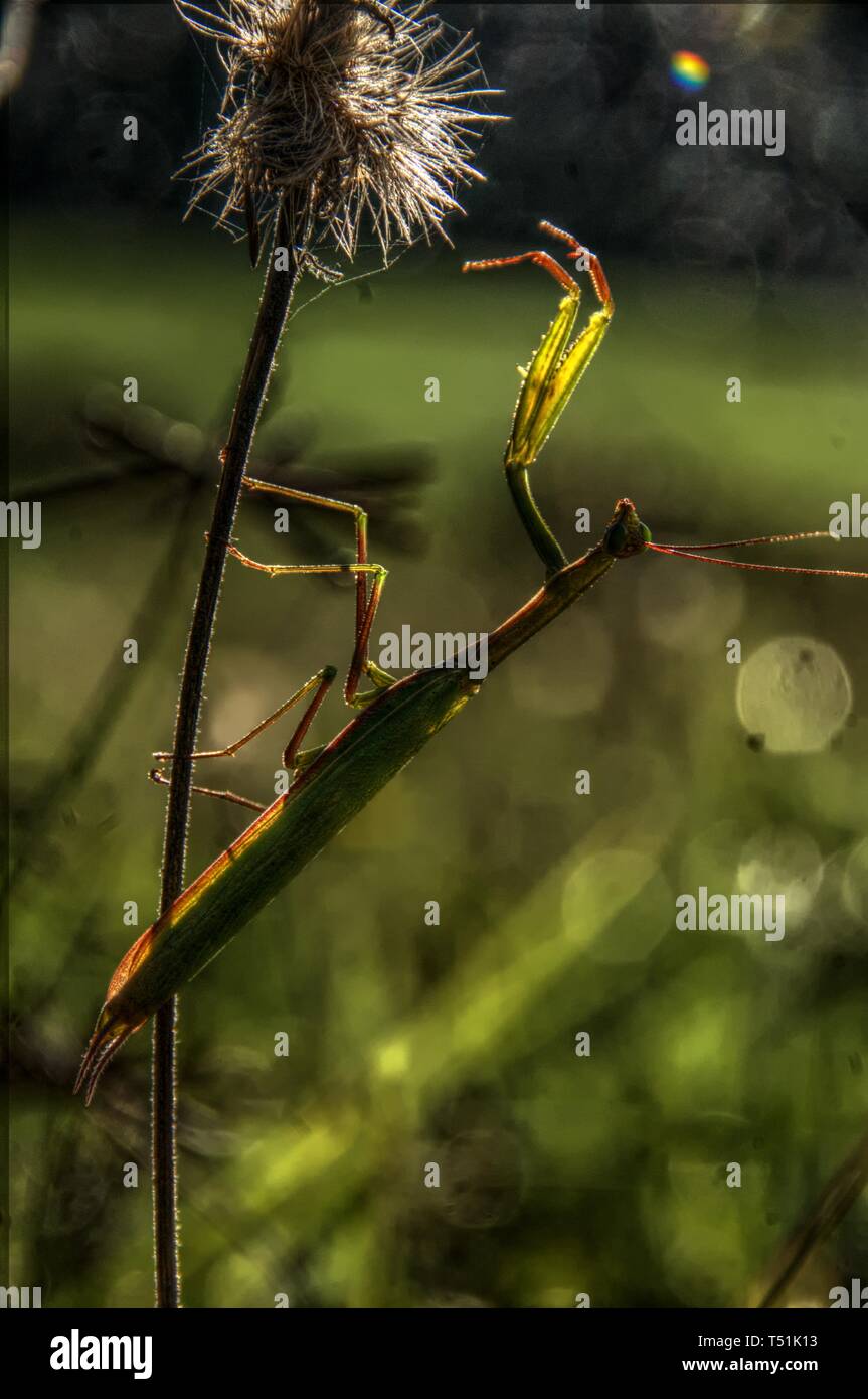 Mantis religiosa; praying mantis in Ligurian meadow, Italy Stock Photo ...