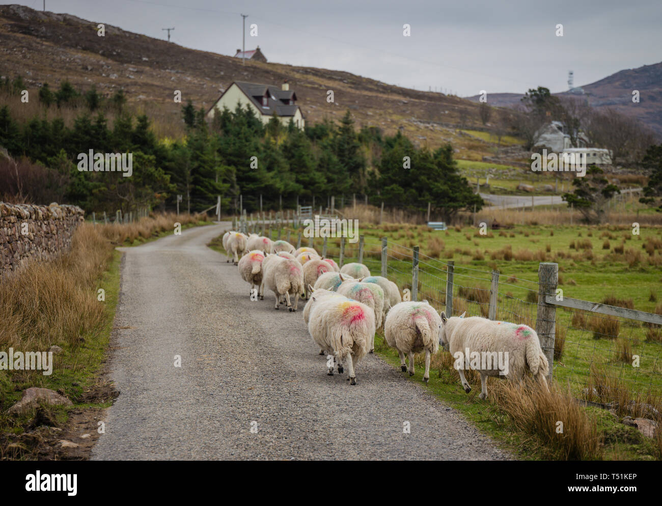 Sheep on the road, Altandhu, Summer Isles, west coast of Scotland Stock ...