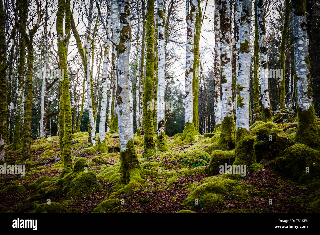 Native birch hi-res stock photography and images - Alamy
