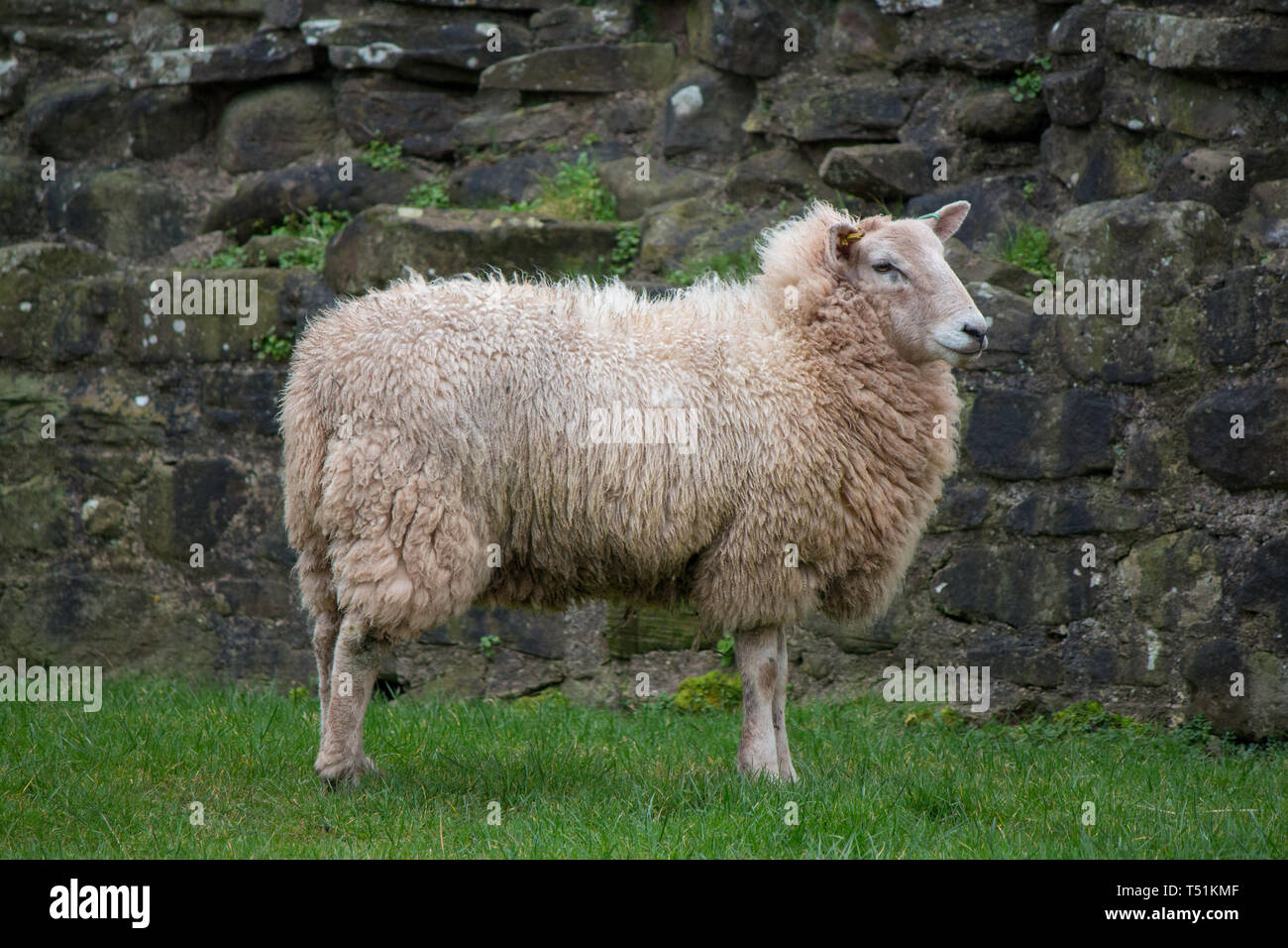 Happy sheep in Welsh field Stock Photo - Alamy