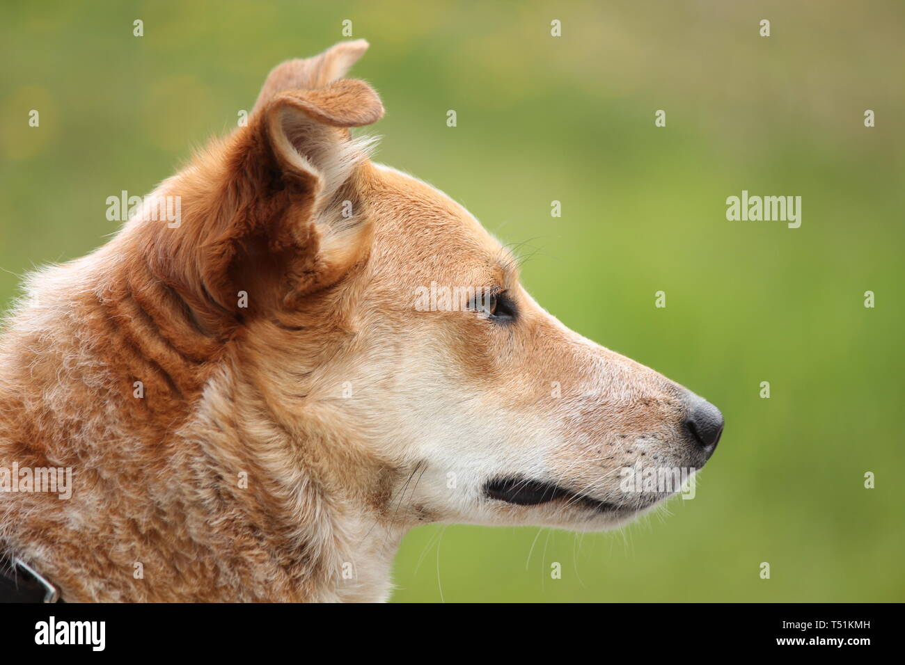 Pensive Border Collie Stock Photo - Alamy