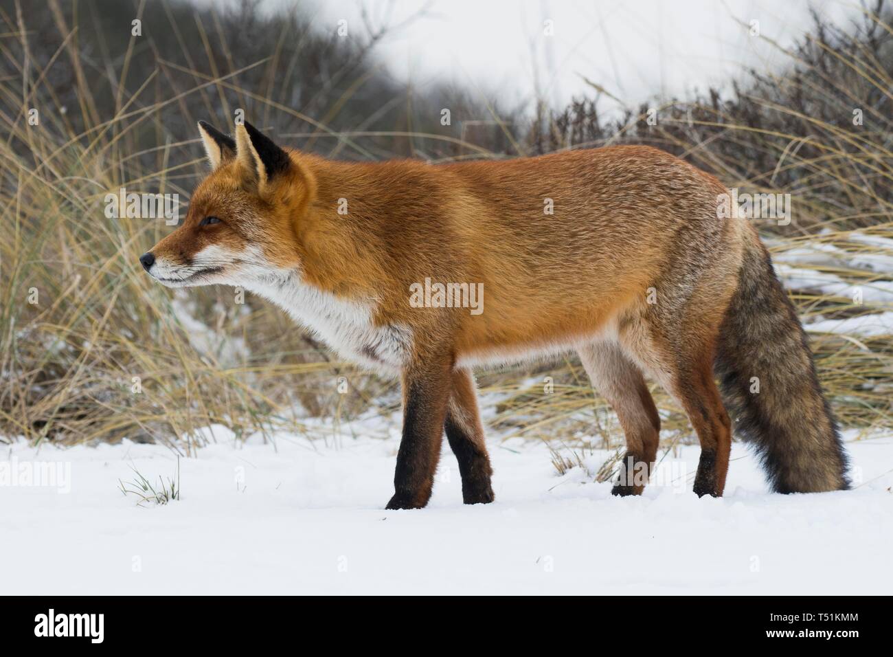 Red fox (Vulpes vulpes) in the snow, North Holland, Netherlands Stock ...