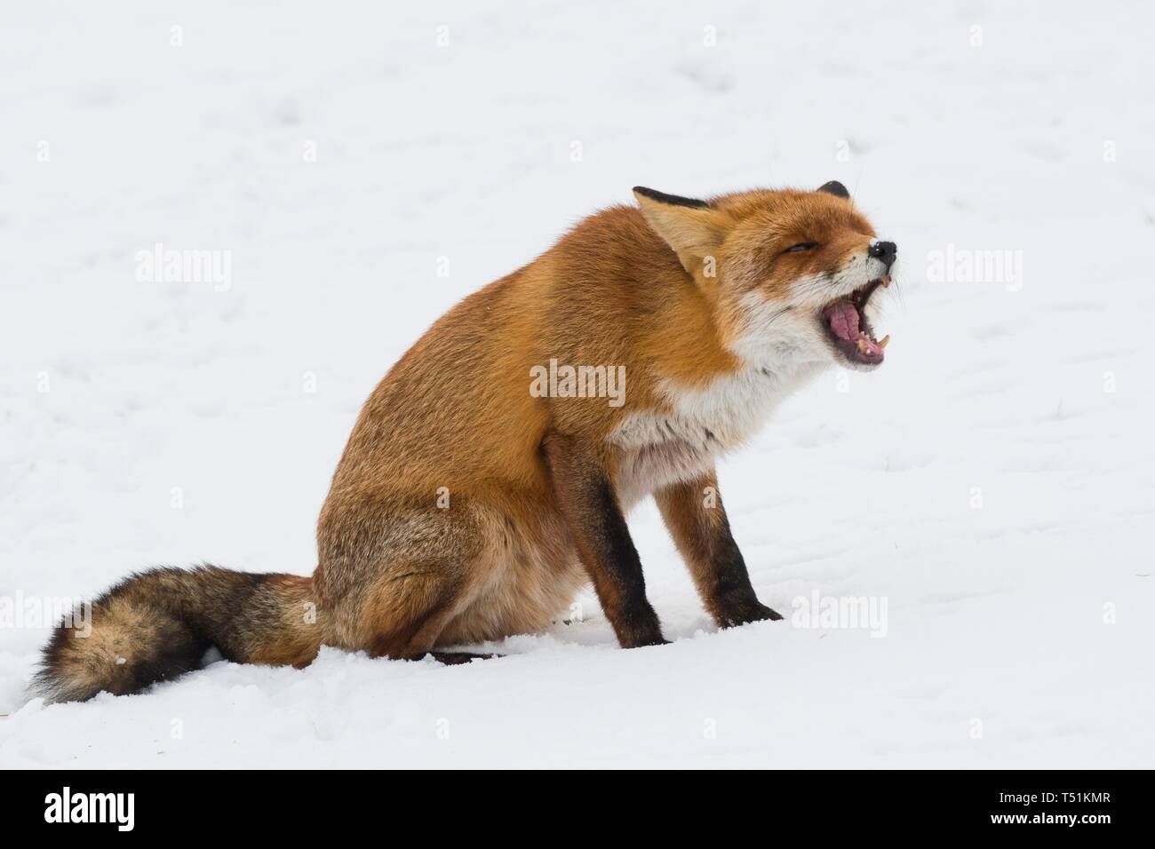 Red fox (Vulpes vulpes) sits in the snow, behavior, North Holland ...