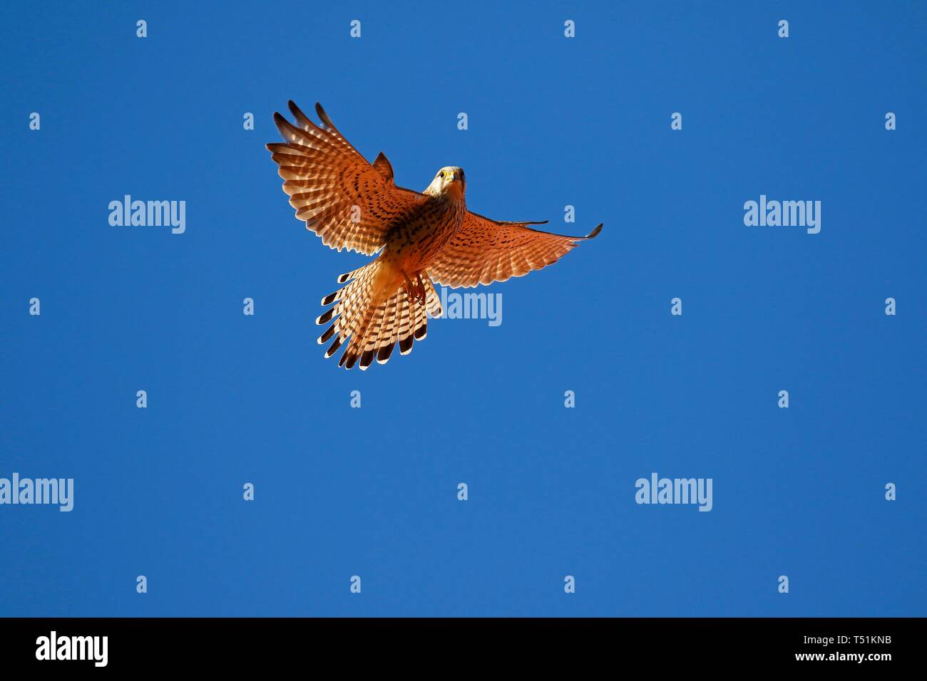 Common Common Kestrel (Falco tinnunculus) in flight, blue sky ...