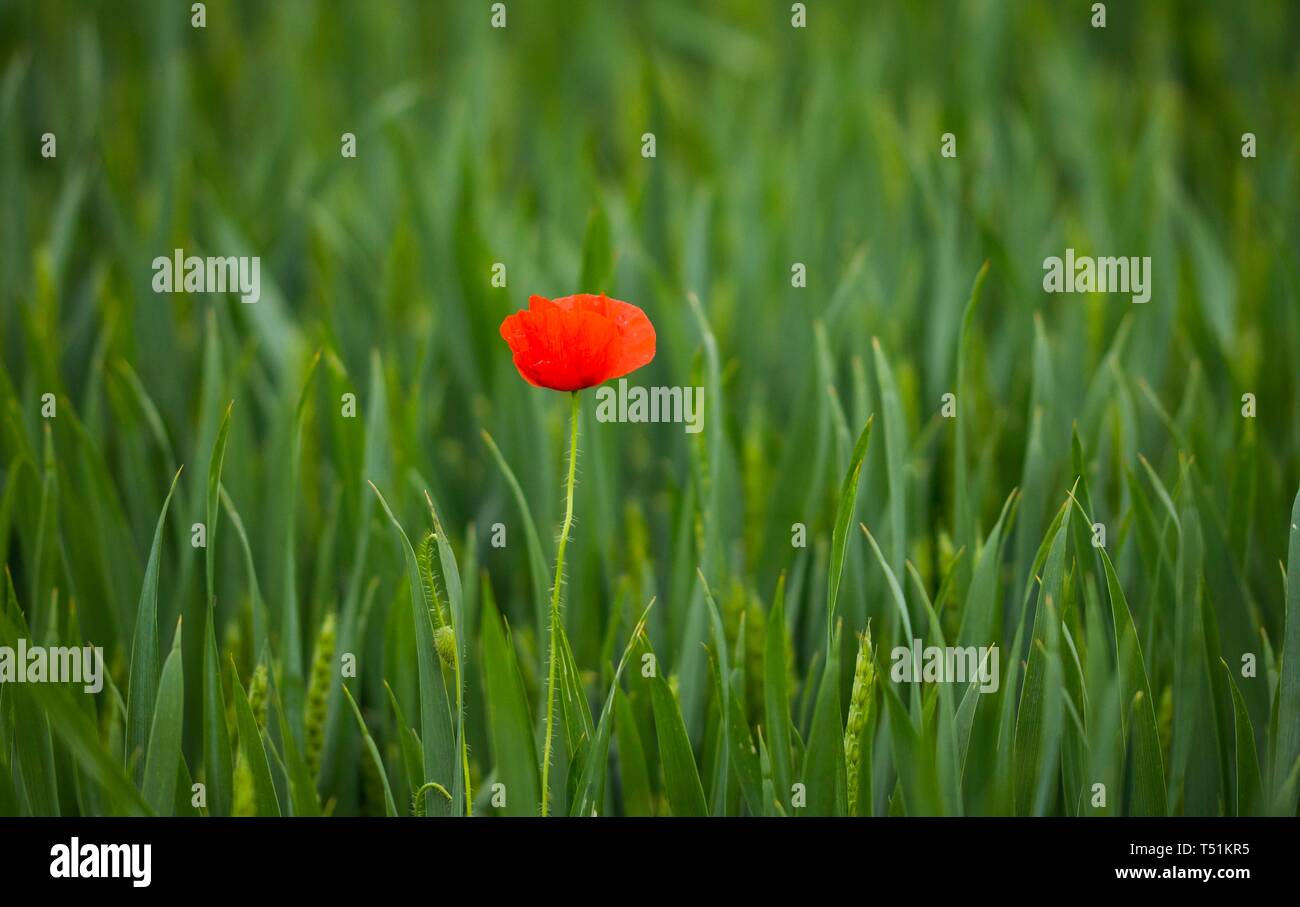 Corn poppy (Papaver rhoeas), single flower in high grass, Styria ...