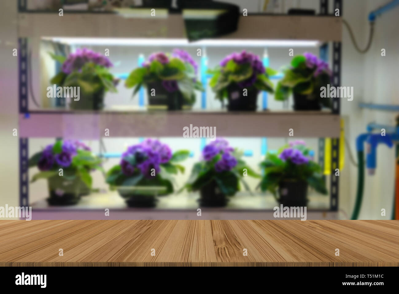 flower growing in temperature control system with artificial light in ...