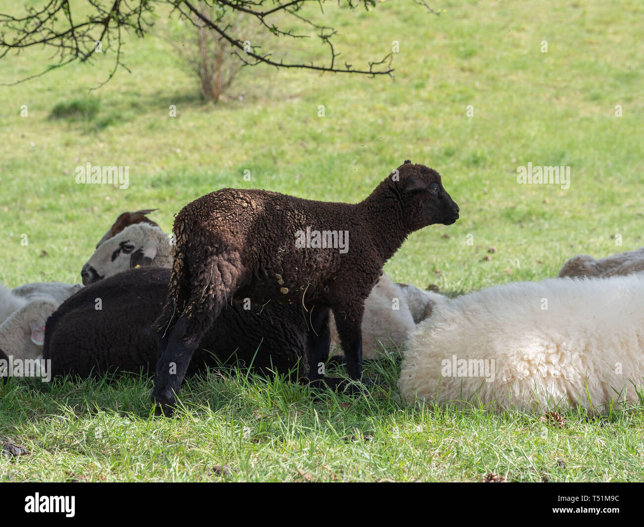 Herd of lamb hi-res stock photography and images - Alamy