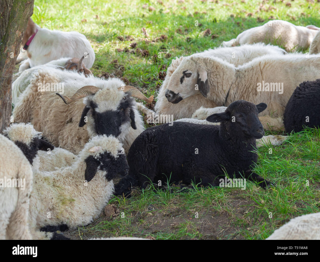 Herd hoofed animals hi-res stock photography and images - Alamy
