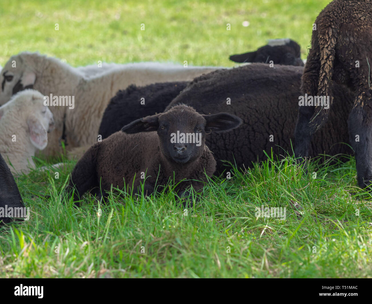 Herd sheeps hi-res stock photography and images - Alamy