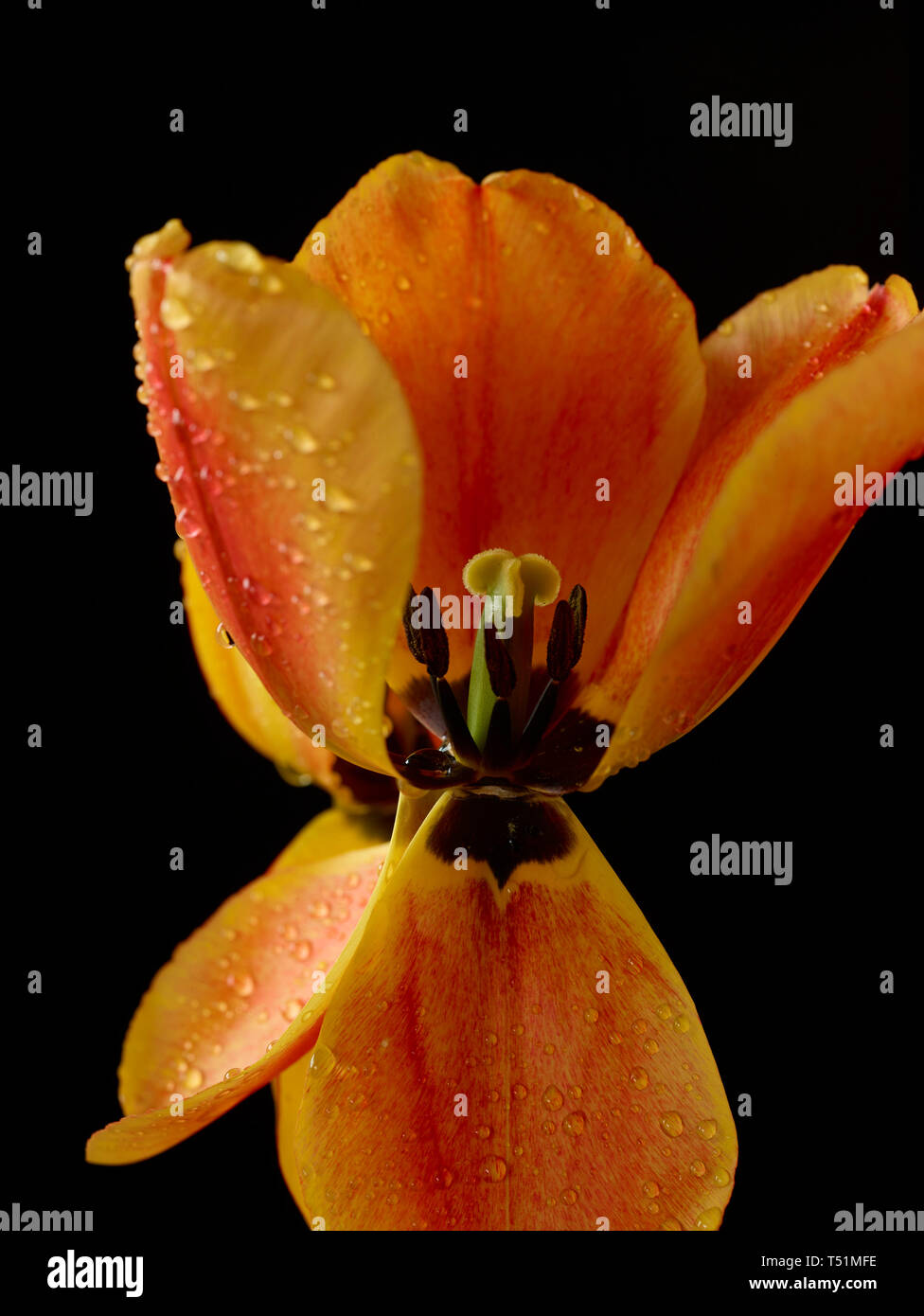Garden tulips nature flower portraits Stock Photo - Alamy