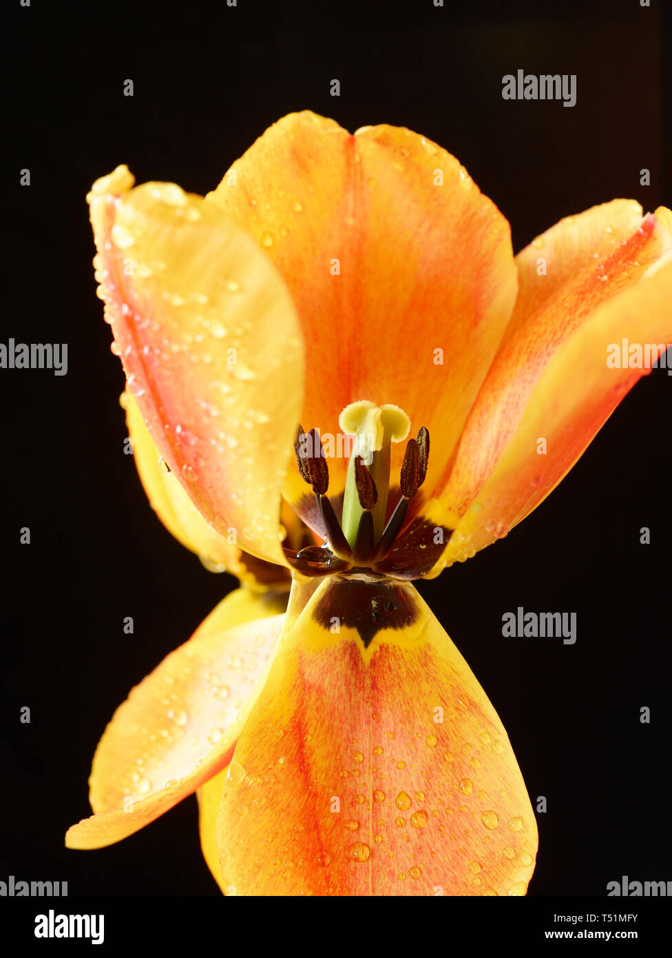Garden tulips nature flower portraits Stock Photo - Alamy