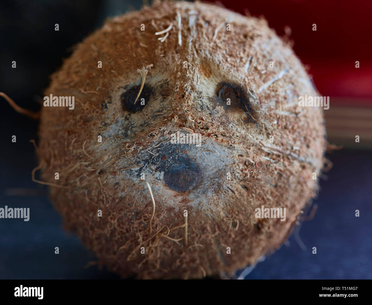 Coconut with "face" looking to have two eyes and a mouth against dark ...