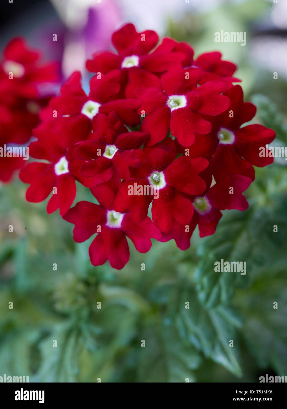 Close up of red Verbena flower-head in garden with background of ...