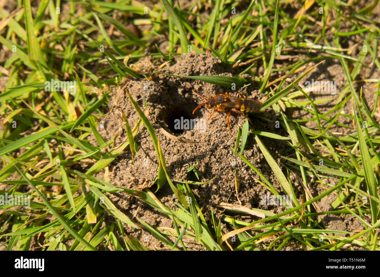 ground nesting bee Stock Photo - Alamy
