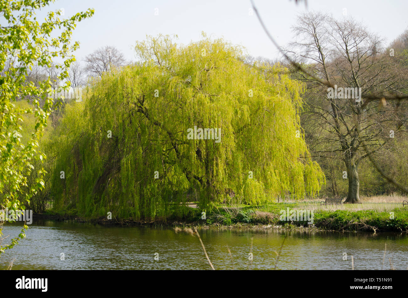 Weeping Willow tree in spring Stock Photo - Alamy