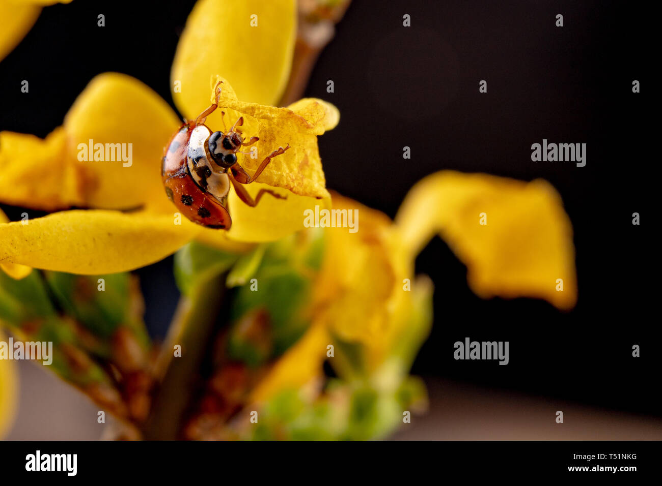 Ladybug on a twig of a fruit tree. A useful insect on a twig of a fruit ...