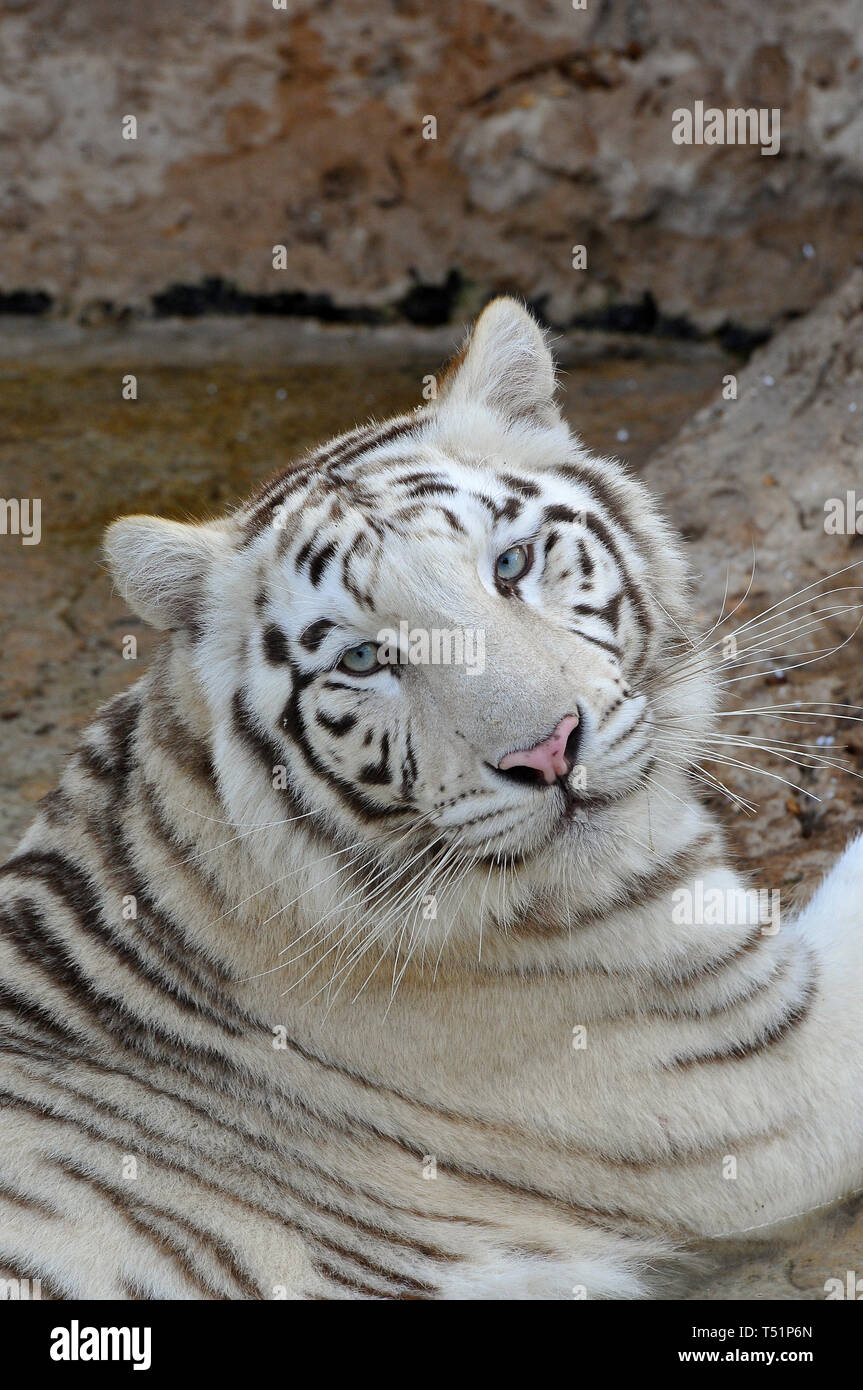 white tiger or bleached tiger, Bengal tiger, Königstiger, Tigre ...