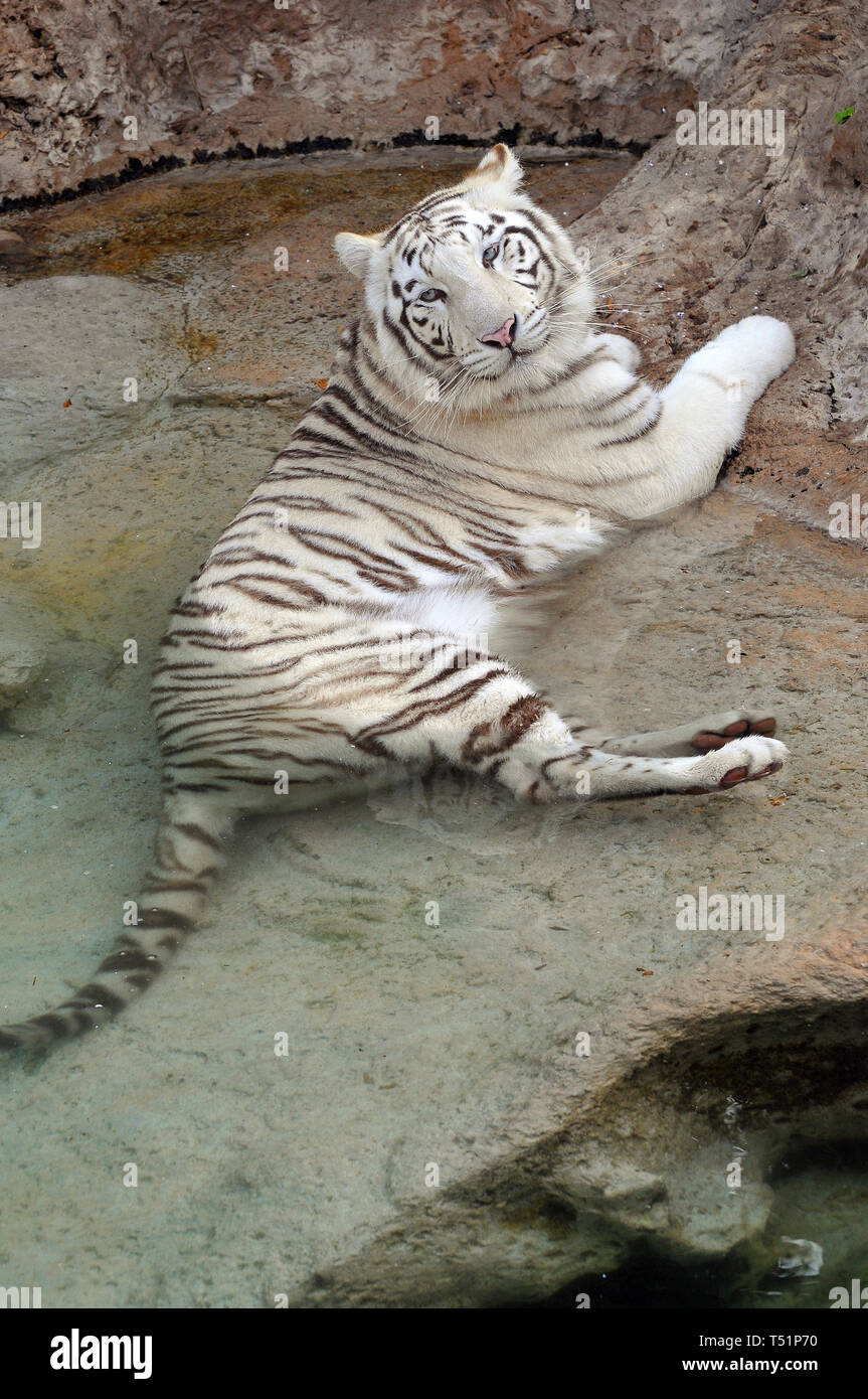 white tiger or bleached tiger, Bengal tiger, Königstiger, Panthera ...