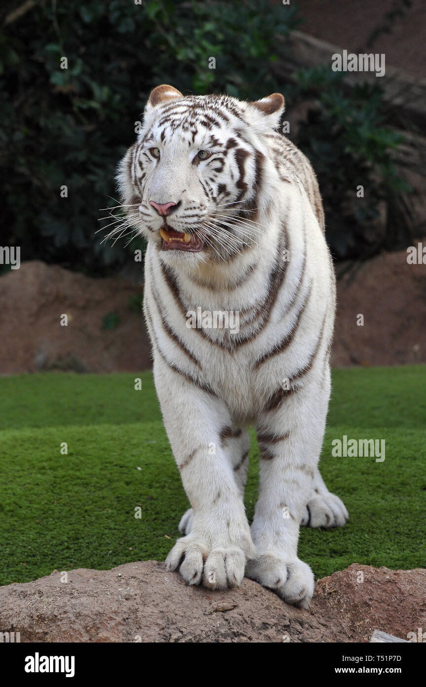 white tiger or bleached tiger, Bengal tiger, Königstiger, Tigre ...
