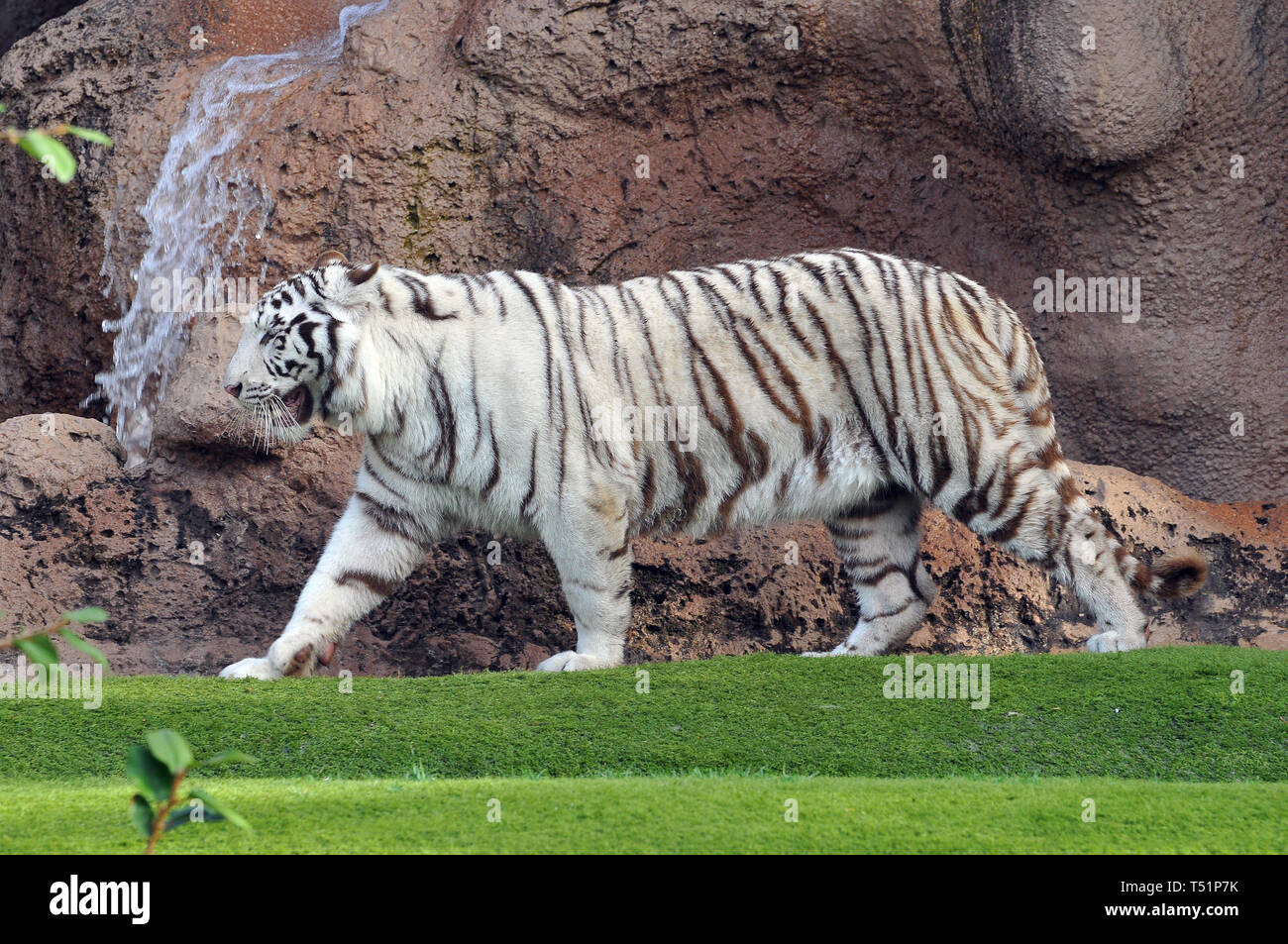 white tiger or bleached tiger, Bengal tiger, Königstiger, Tigre ...